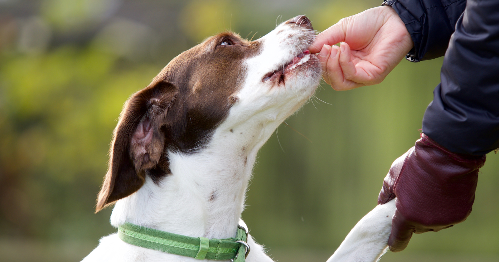 Pet Training – Rushville Animal Shelter